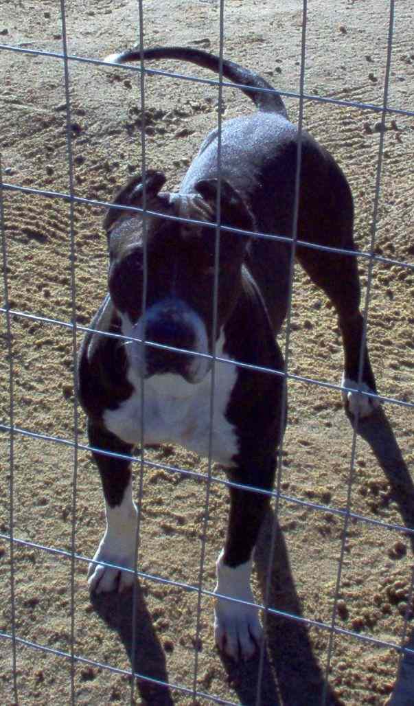 American Pit Bull Terrier Breed Standard - HubPages