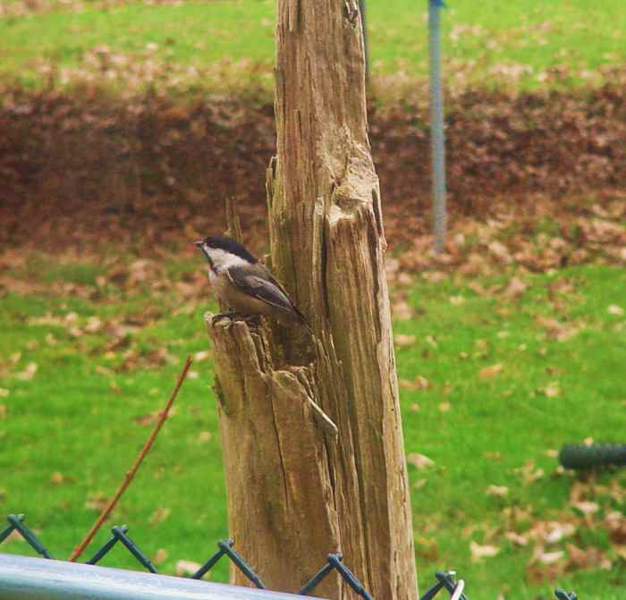 Stumping for Health Care. - HubPages