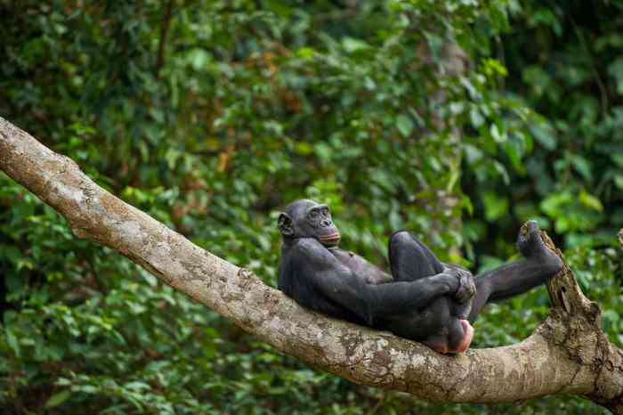 Bonobo Monkeys: 5 Facts About Humanity's Closest Relative - HubPages