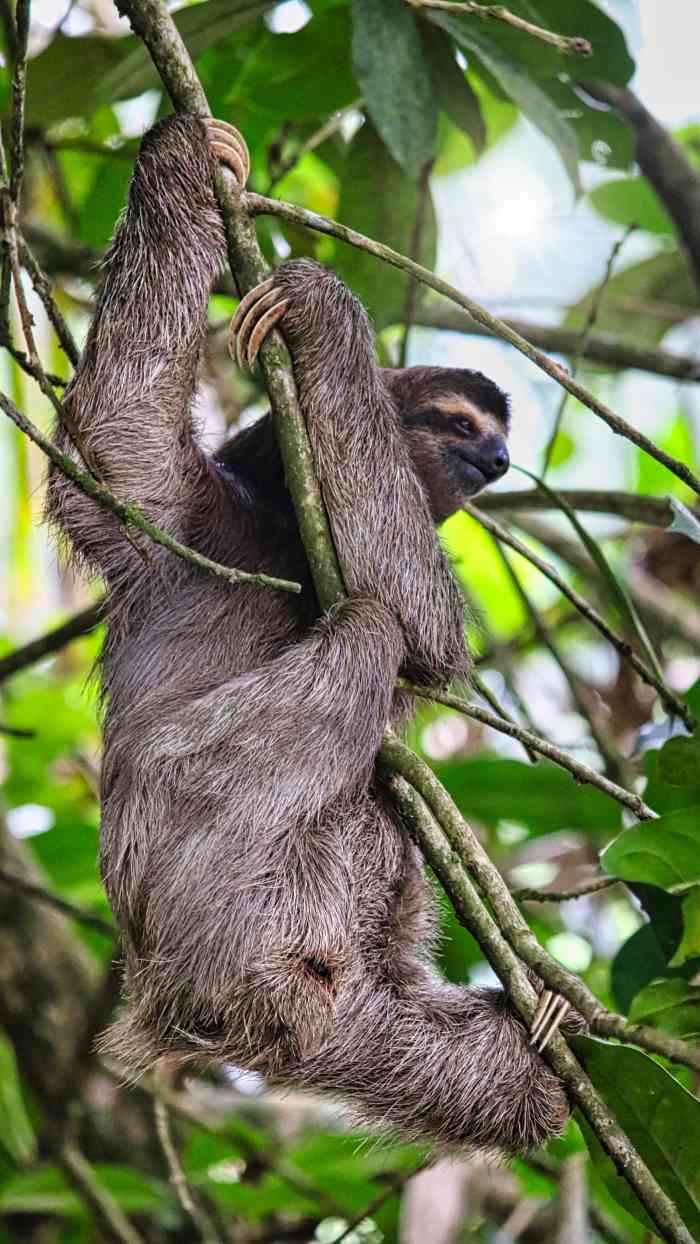 150+ Cute Sloth Names - PetHelpful