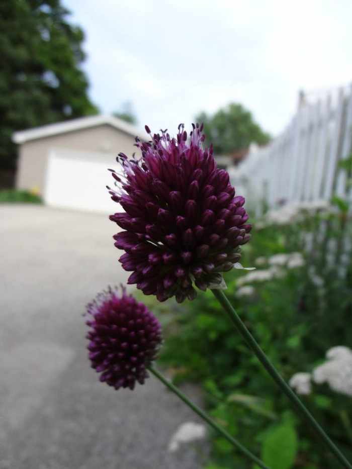 All about Alliums - HubPages