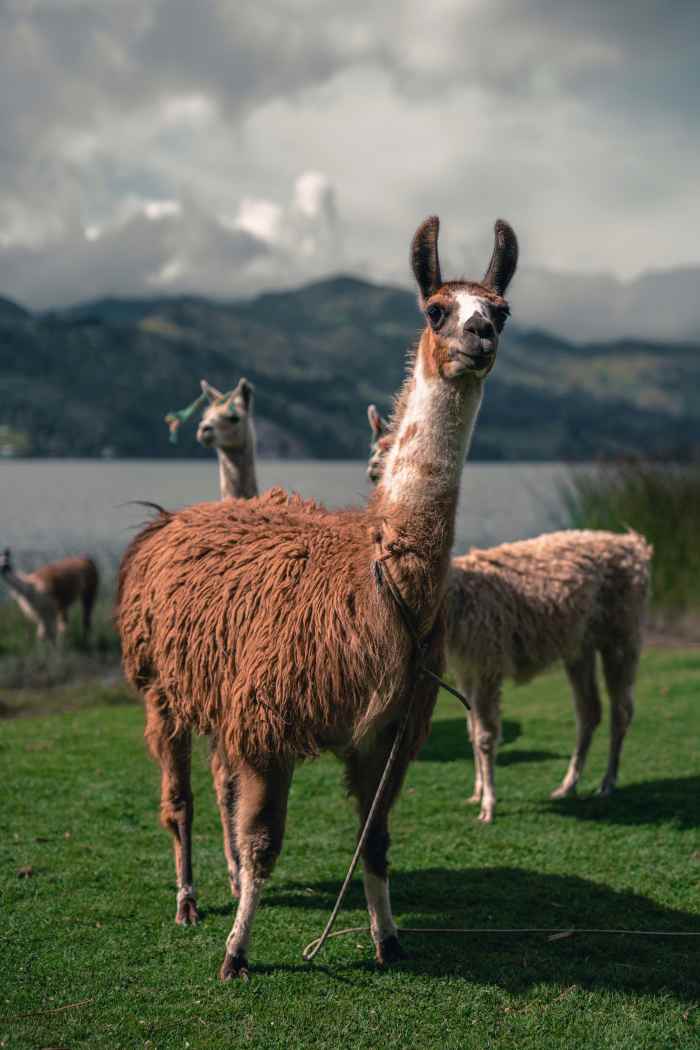250+ Cute and Funny Llama Names - HubPages