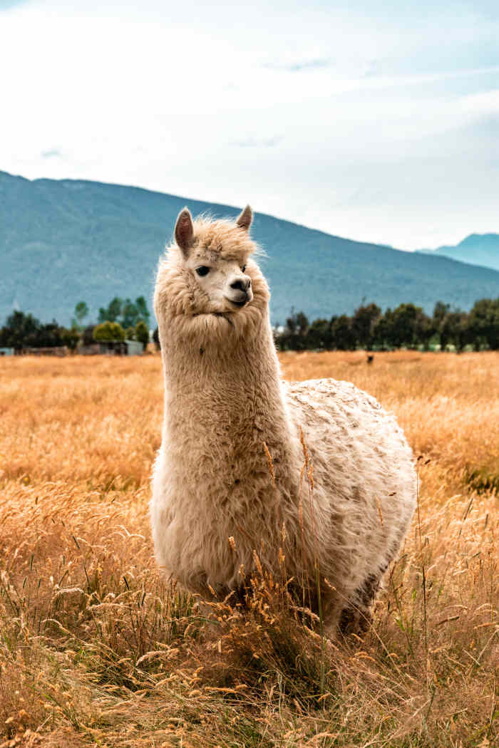 250+ Cute and Funny Llama Names - HubPages