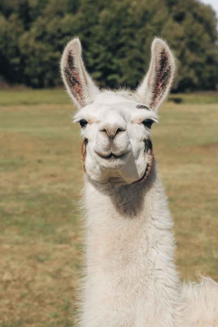 250+ Cute and Funny Llama Names - HubPages