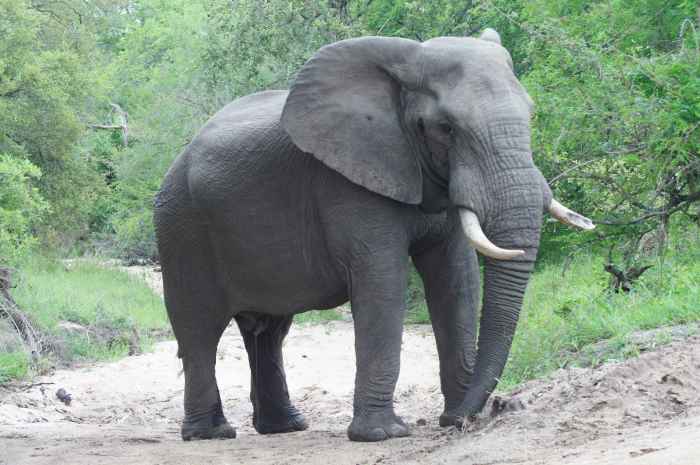 Elephants: Facts and Info About Their Special Characteristics - HubPages