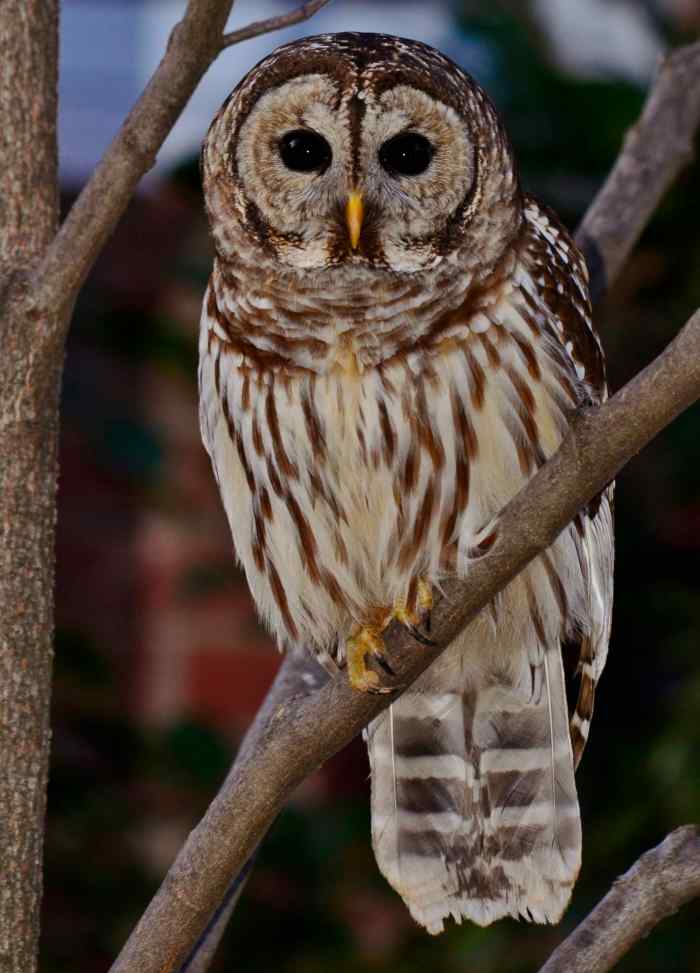 Barred Owl Nest Box Plans: How to Build a Barred Owl House - HubPages