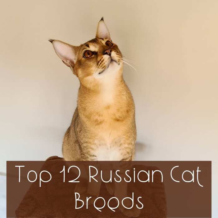 12 Beautiful Russian Breeds of Cats - HubPages