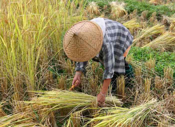 How Do You Pick Rice? - HubPages
