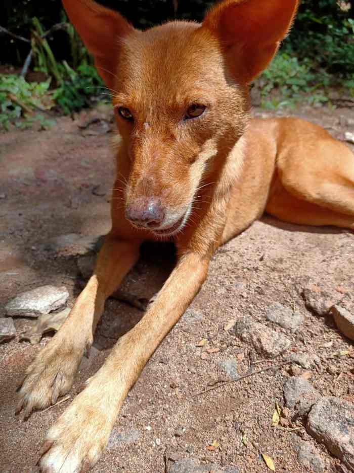 In Praise of The Indian Pariah Dog - HubPages