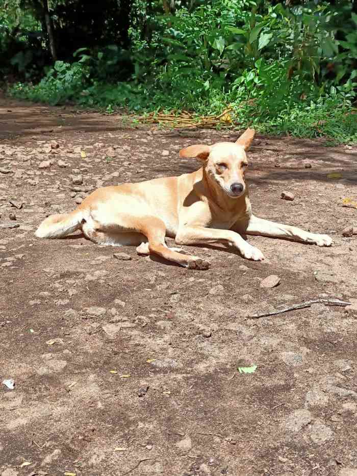 In Praise of The Indian Pariah Dog - HubPages