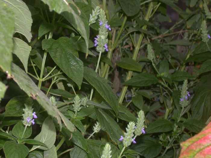 How to Grow and Harvest Chia In Your Garden - HubPages