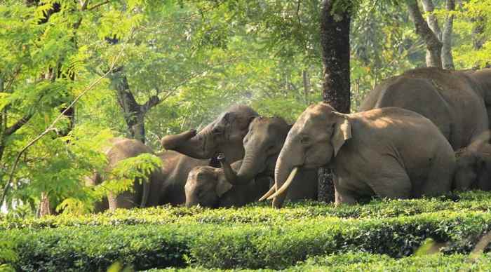 The Never Ending Beauty of India's Lesser Known Dooars Region - HubPages