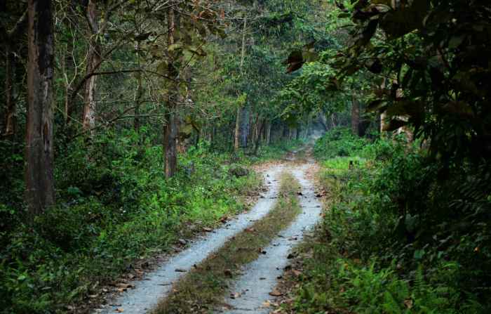 Tourism in the Dooars Region of West Bengal: A Hidden Treasure - HubPages