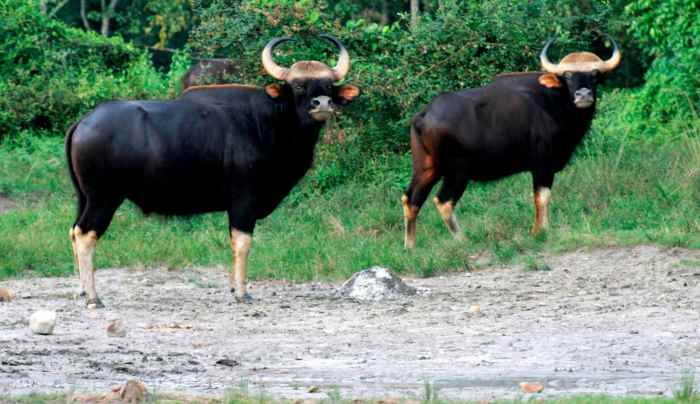 Tourism in the Dooars Region of West Bengal: A Hidden Treasure - HubPages