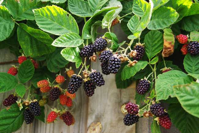 The Marionberry: Origin Story of This Pacific Northwest Gem - HubPages