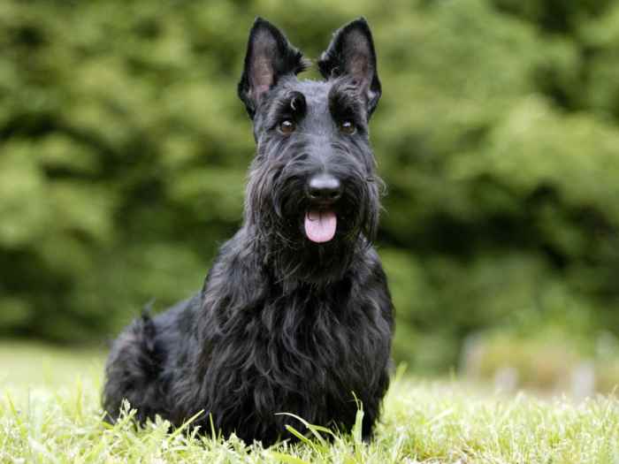 Facts About Scotties - HubPages