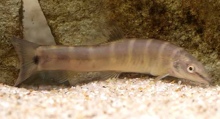 10 Rarest Fish in the World - HubPages