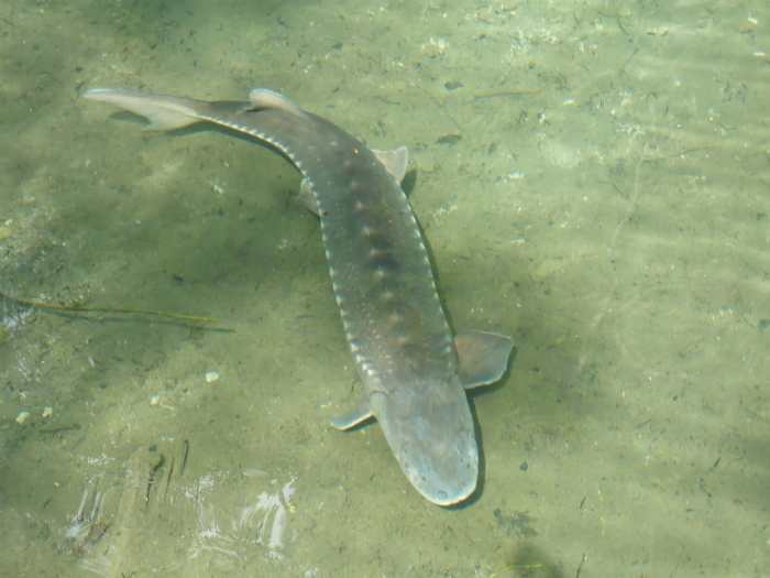 10 Rarest Fish in the World - HubPages