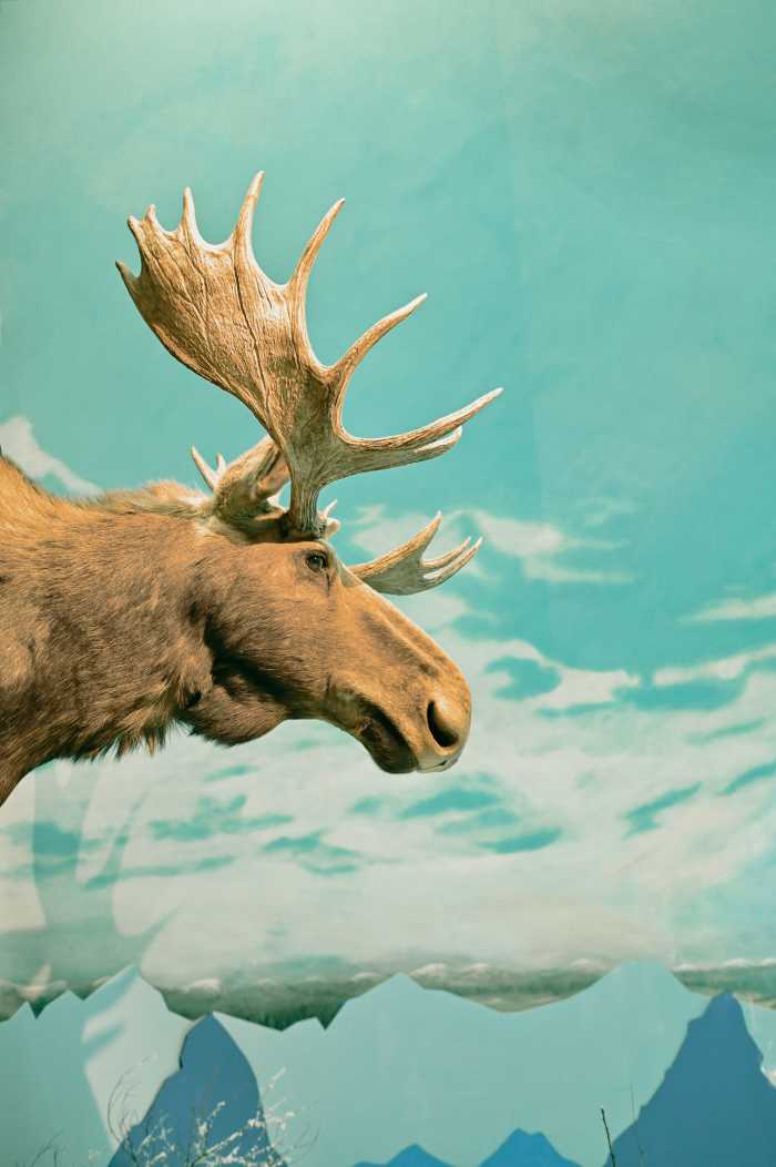 150 Cute Moose Names & Ideas - HubPages