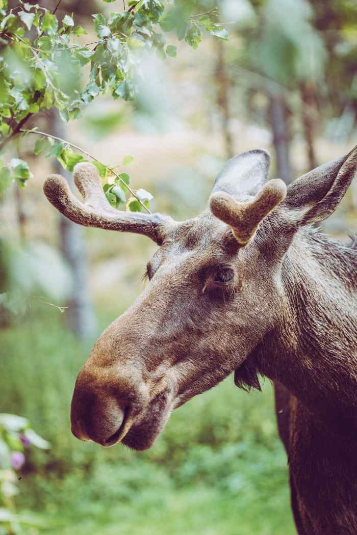 150 Cute Moose Names & Ideas - HubPages
