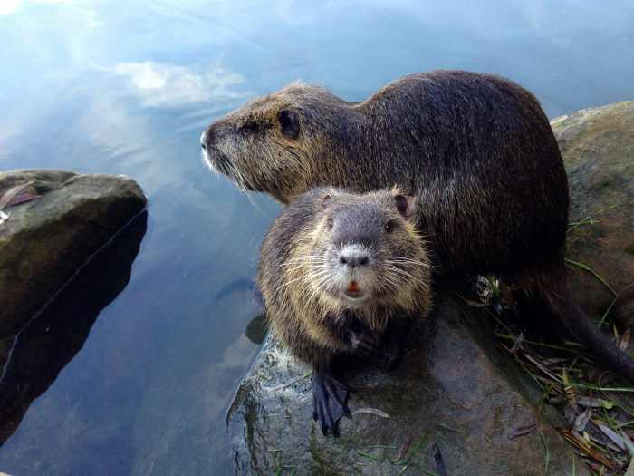 150+ Cute Beaver Names & Ideas - HubPages