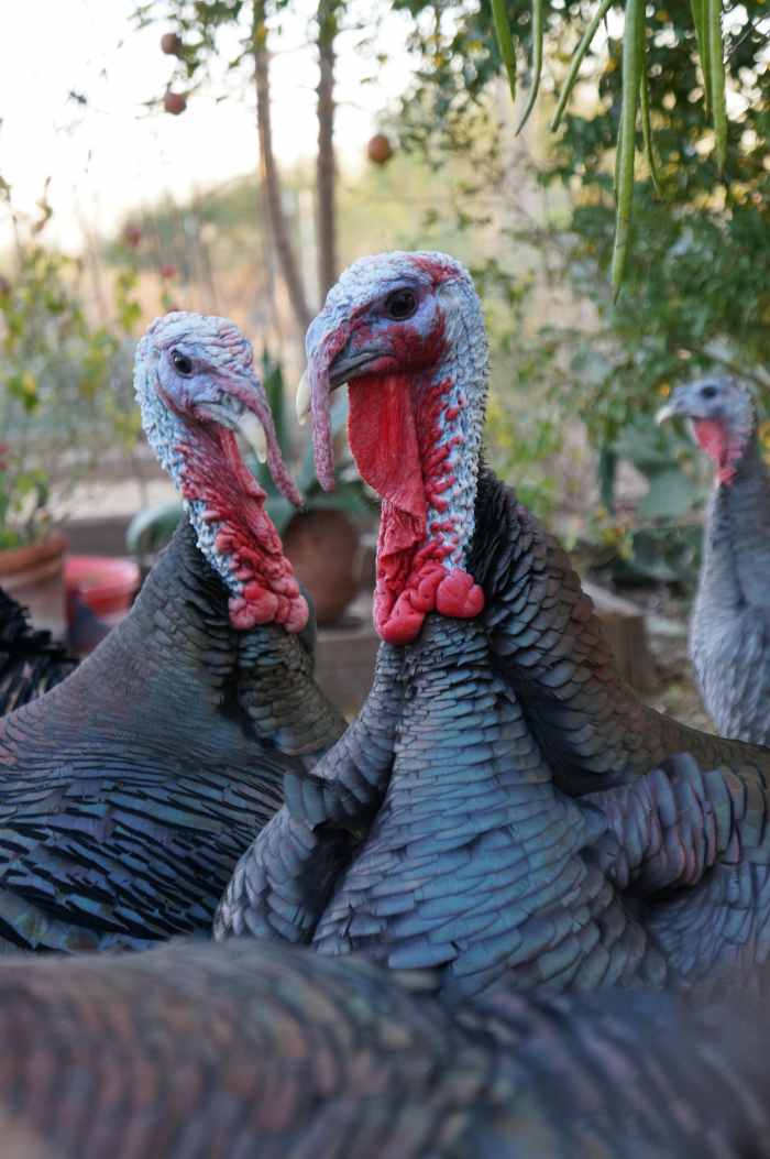 150+ Cute Turkey Names - HubPages