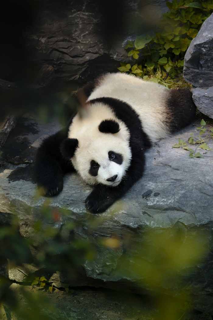 100+ Cute Panda Names - HubPages