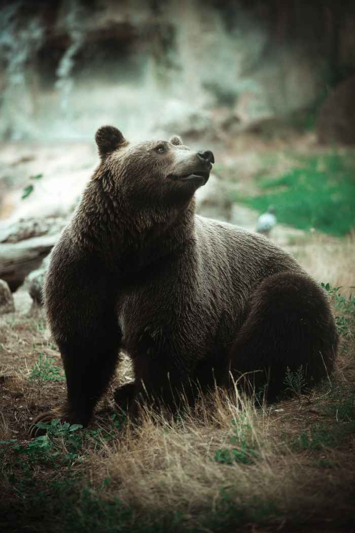 150+ Cute Bear Names & Ideas - HubPages