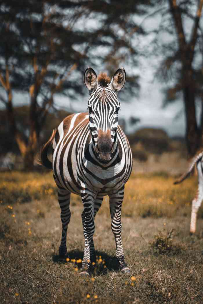 250+ Cute Zebra Names & Ideas - HubPages