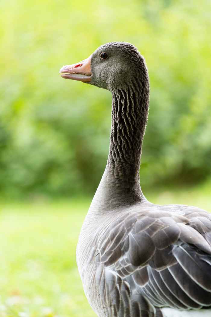 125+ Cute Goose Names & Ideas - HubPages