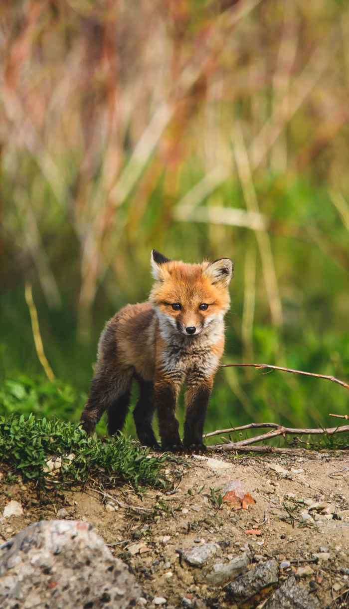 150+ Cute Fox Names & Ideas - HubPages