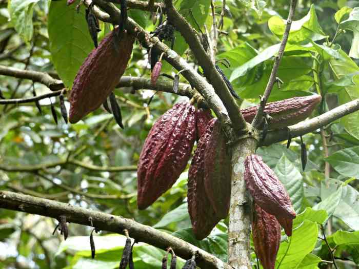 The Cacao Ceremony and Healing Ritual - HubPages