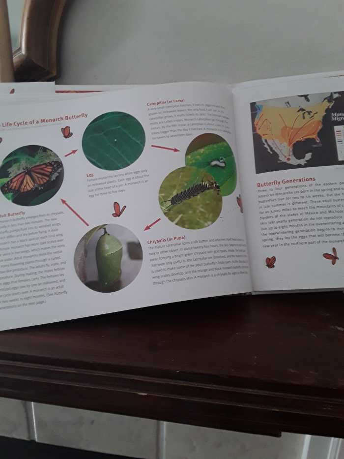 Monarch Butterflies, Migration, and Fun Facts in Beautiful Picture Book ...