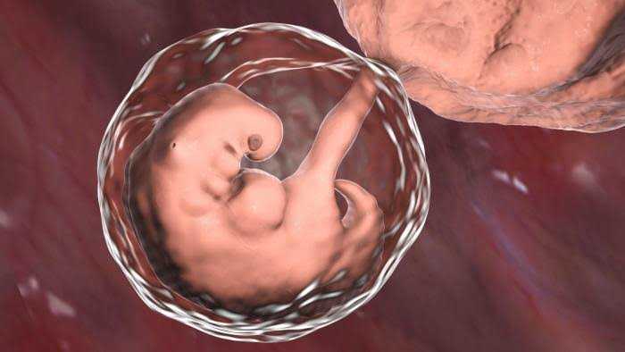 Israeli Scientists Created the World's First 'Artificial Embryo' - HubPages