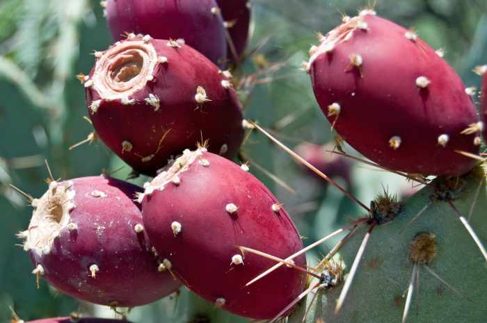 Sabras Cactus Fruit - HubPages
