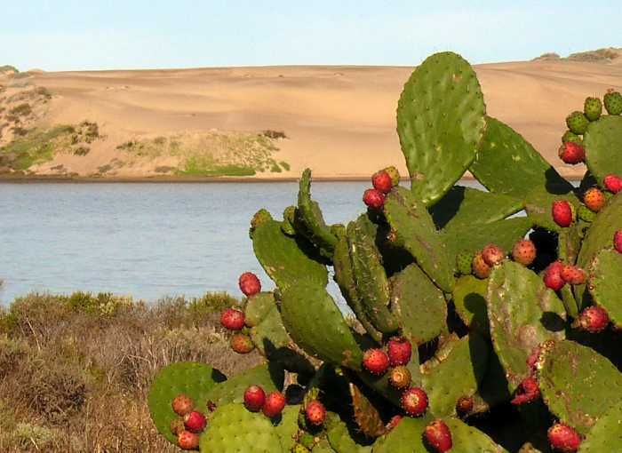 Sabras Cactus Fruit - HubPages