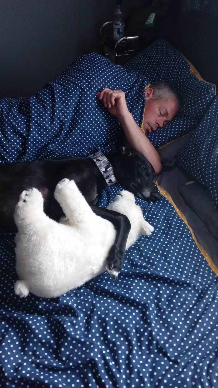 Ultimate Guide to Adopting a Retired Racing Greyhound and Providing a ...