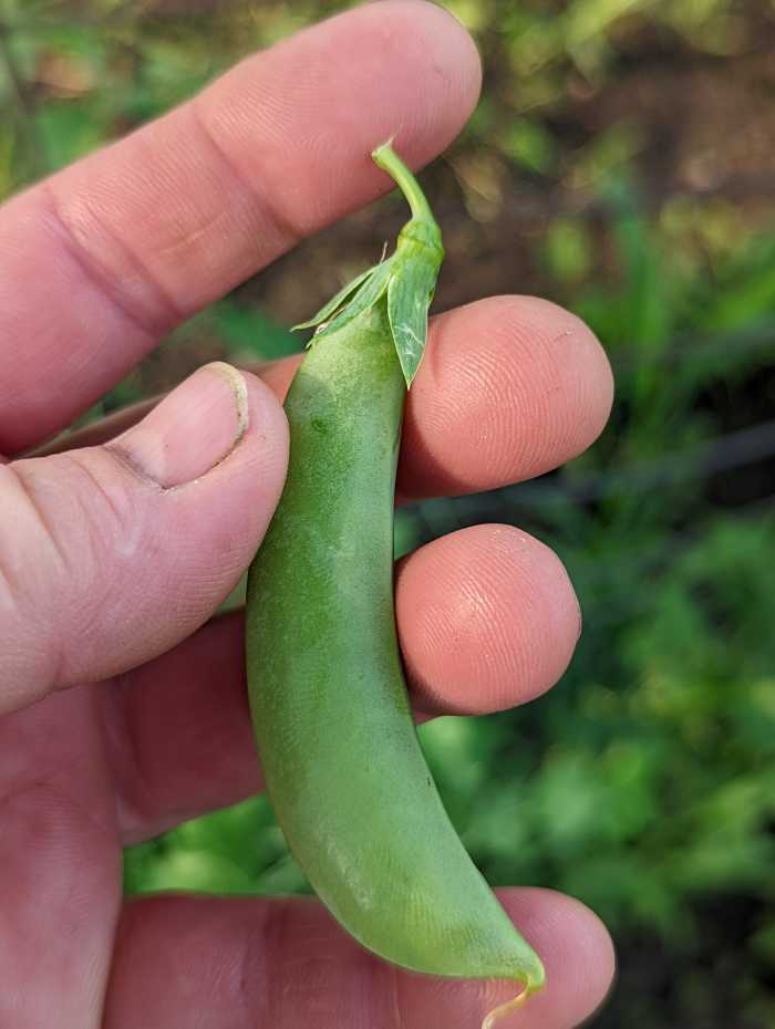 Pea Picking and Shucking - HubPages
