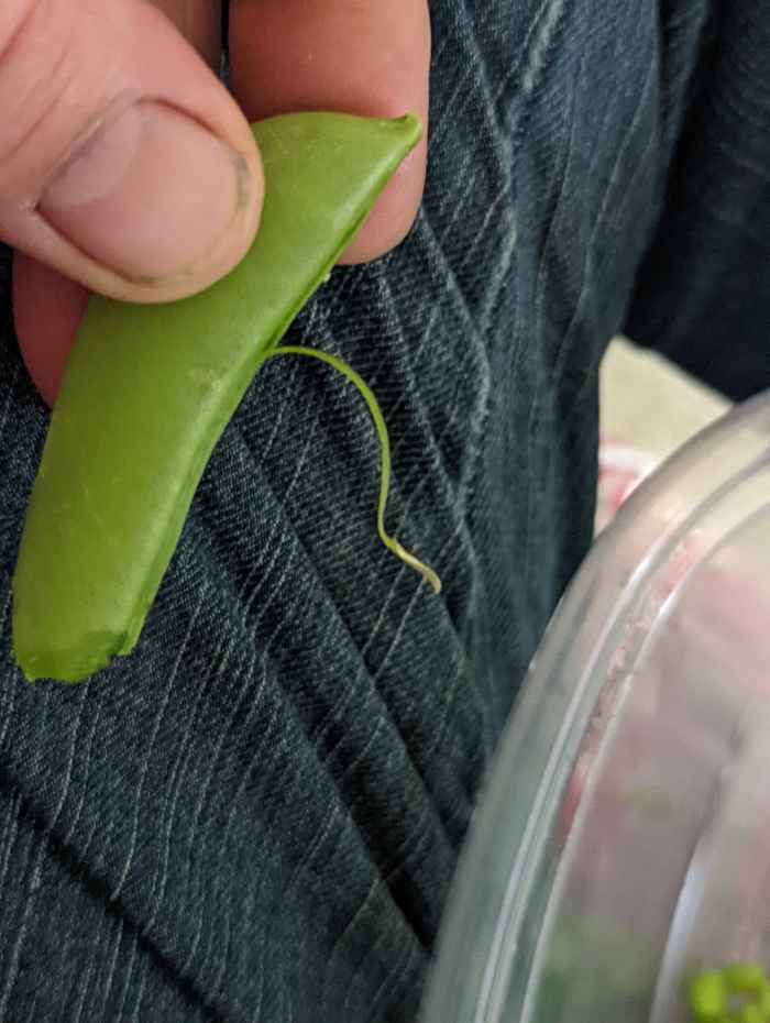 Pea Picking and Shucking - HubPages