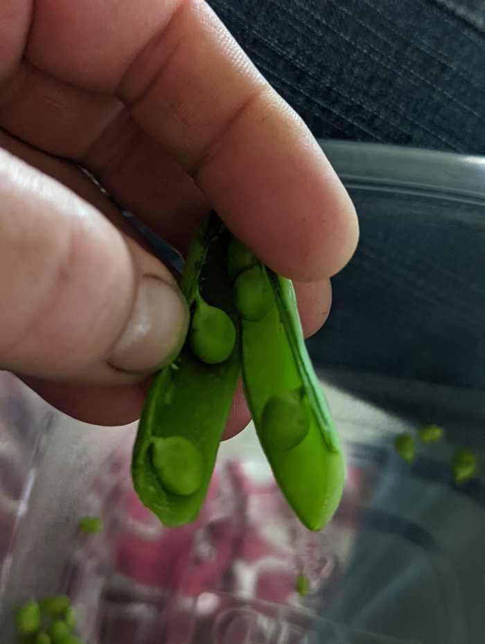 Pea Picking and Shucking - HubPages