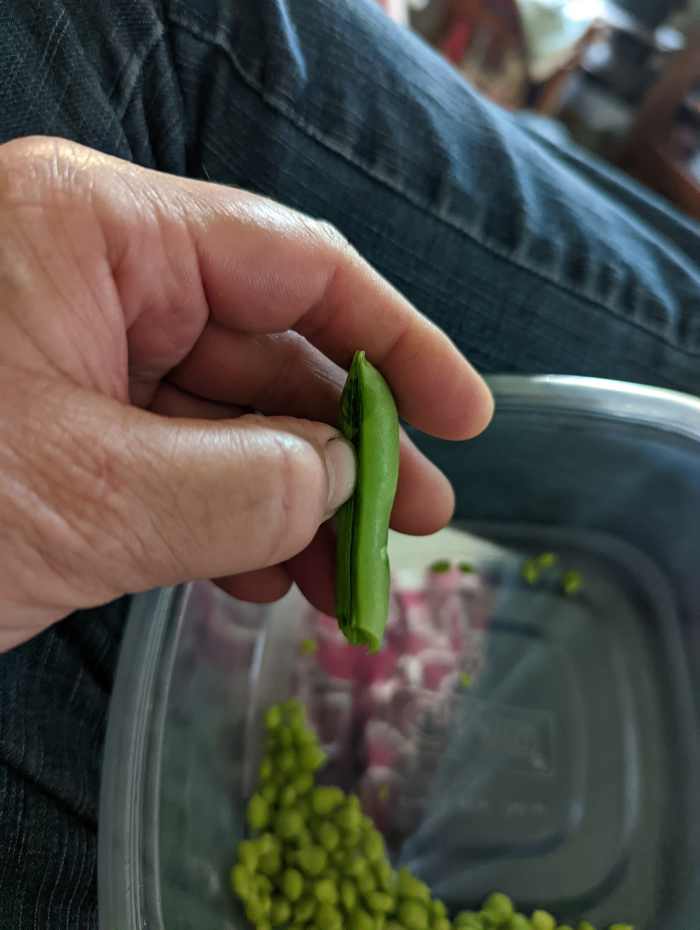 Pea Picking and Shucking - HubPages