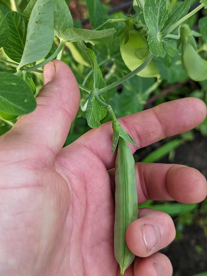 Pea Picking and Shucking - HubPages