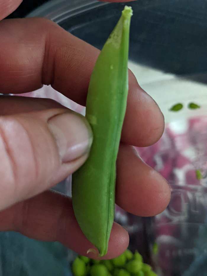 Pea Picking and Shucking - HubPages
