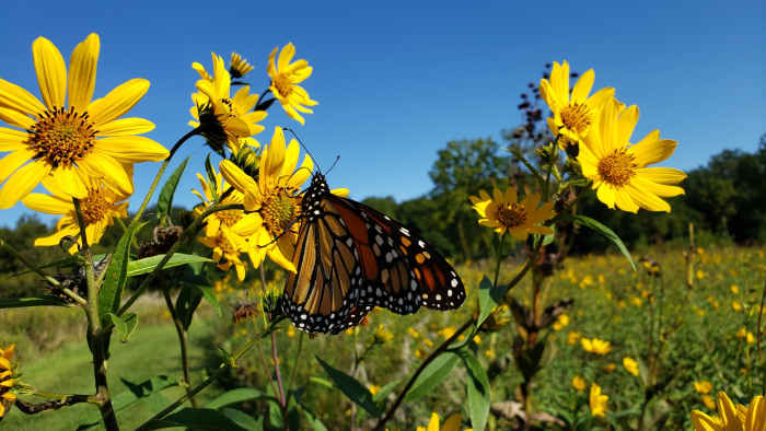 How to Help Save the Monarch Butterflies in Your Garden - HubPages