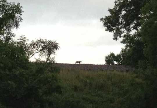 Britain's Mysterious Wild Big Cats; The Beast of Cumbria, a Quick ...