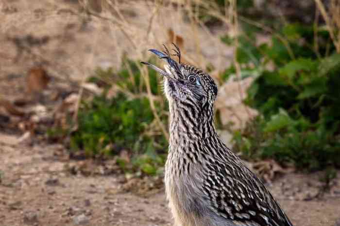 Roadrunners Are Fast, Focused, and Born to Run - HubPages