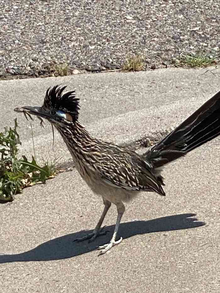 Roadrunners Are Fast, Focused, and Born to Run - HubPages