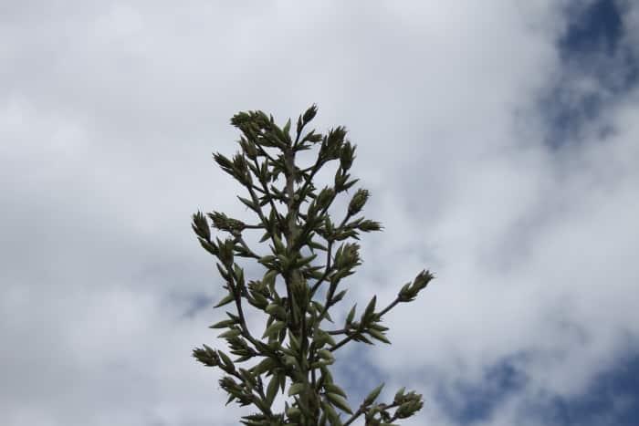 Surprising Facts About Yucca - HubPages