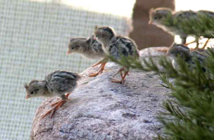 All About the Fascinating, Ground-Dwelling Gambel's Quail - HubPages