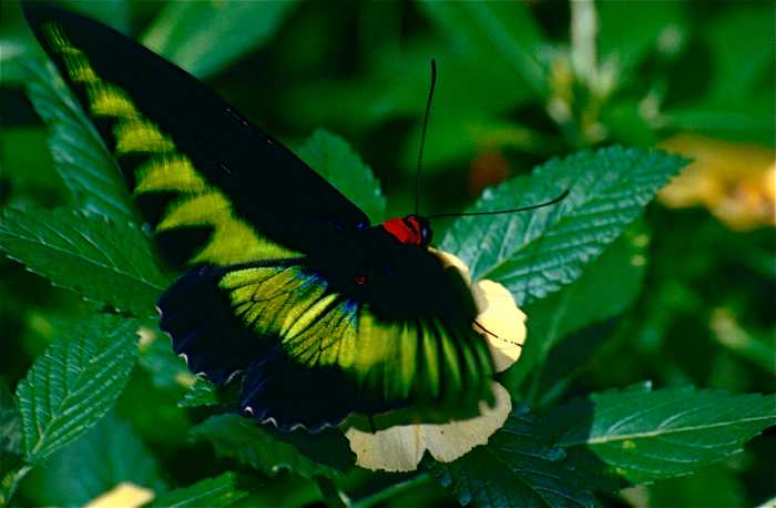 Top 10 Most Beautiful Butterflies in the World - HubPages